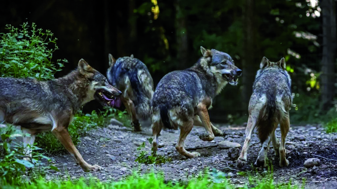 Der Wolf ist zurück - wir im bild